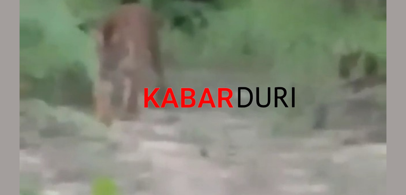 Harimau Berkeliaran di Pemukiman Warga | KabarDuri